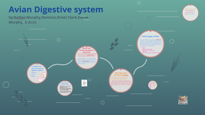 Avian Digestive system by katlyn murphy on Prezi
