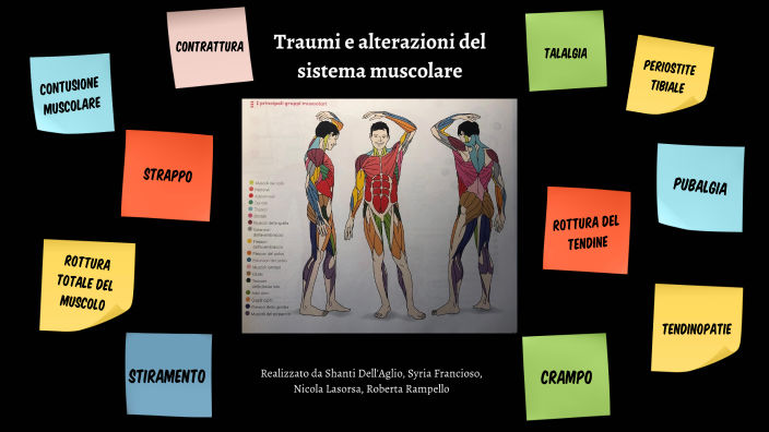 TRAUMI E ALTERAZIONI DEL SISTEMA MUSCOLARE by syria francioso on Prezi