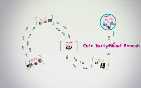 Cute Facts About Animals by Hibaq Warsame