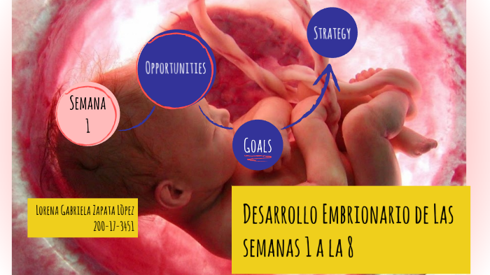 Desarrollo Embrionario de las semanas 1 a la 8 by Gabriela Zapata on Prezi