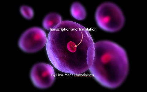 Transcription and Translation by Lina h on Prezi