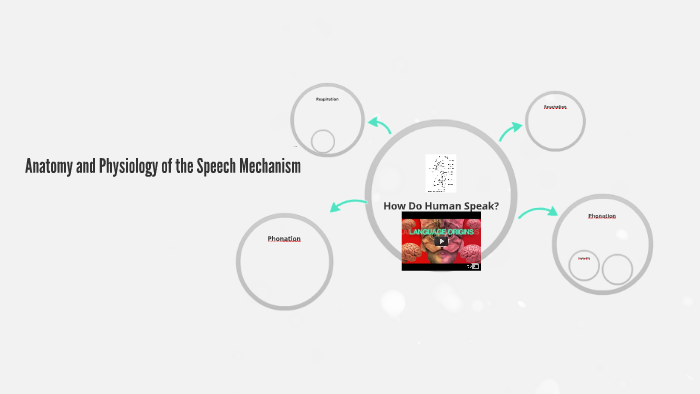 Anatomy and Physiology of the Speech Mechanism by on Prezi