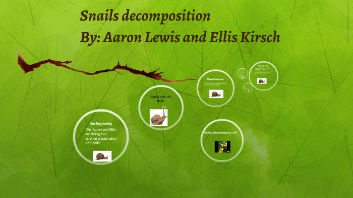 Snails decomposition by Aaron Lewis on Prezi