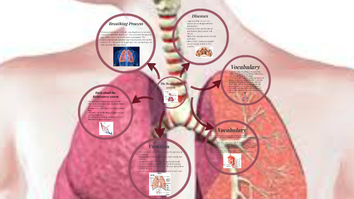 respiratory system by Jacob Renteria on Prezi