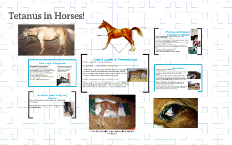 Tetanus in Horses! by Holly Small on Prezi