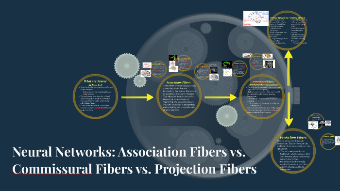 Neural Networks: Association Fibers vs. Commissural Fibers v by Elisa Perez