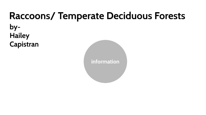 Raccoons/ Temperate Decidious Forests by Hailey Capistran on Prezi