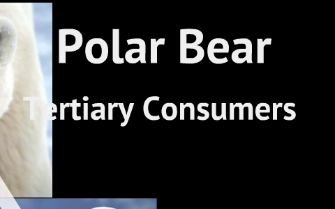 Alaska Food Web by devon Beth on Prezi