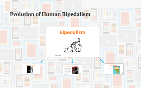 Evolution of Human Bipedalism by Tawny Kim on Prezi