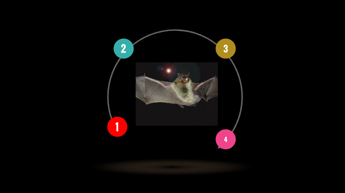 Gray Bat (Myotis Grisescens) by Samuel Ramdial on Prezi