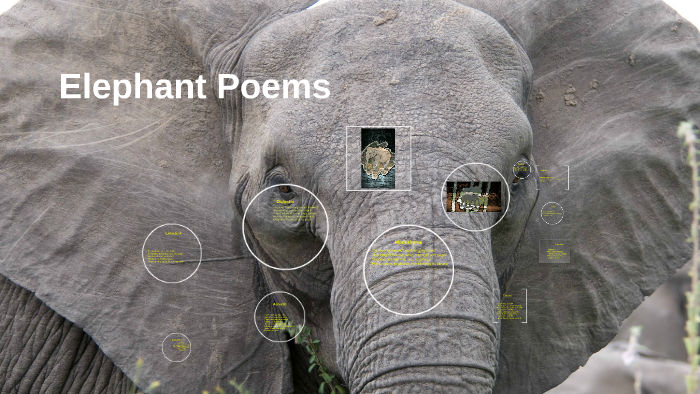 Elephant Poems by Eric Schrader on Prezi