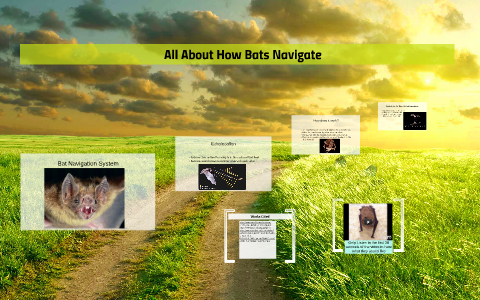 Bat Navigation System by Ashley Kleinmaus