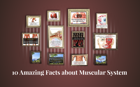 10 Amazing Facts about Muscular System by danikka castilla on Prezi