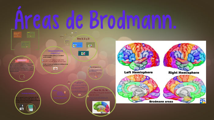 Areas de Brodmann. by gisselle arévalo on Prezi