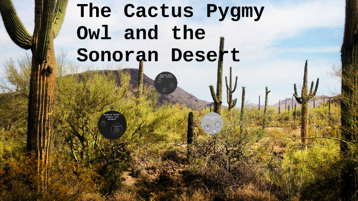 The Cactus Pygmy Owl and the Sonoran Desert by Jonah Willis on Prezi