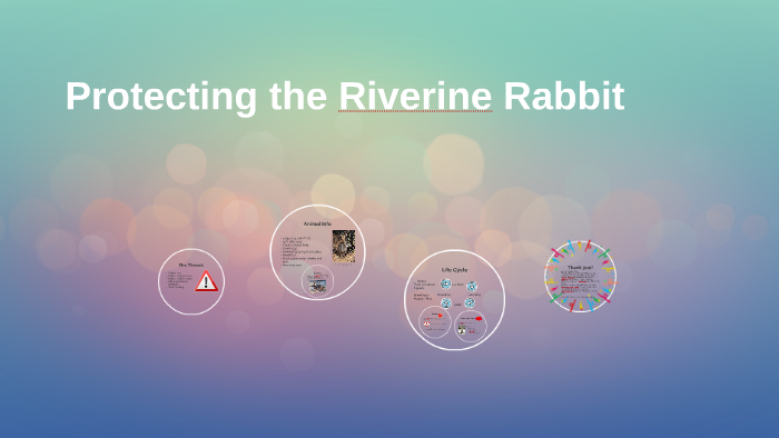 Protecting the Riverine Rabbit by Ian Taylor on Prezi