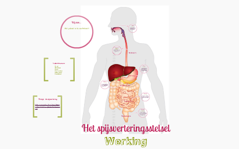 Het spijsverteringsstelsel by Sanna Bauwens on Prezi