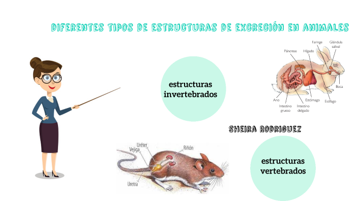diferentes tipos de estructuras de excreción en los diversos animales ...