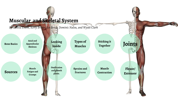 Muscular and Skeletal System by Amelia Evans on Prezi