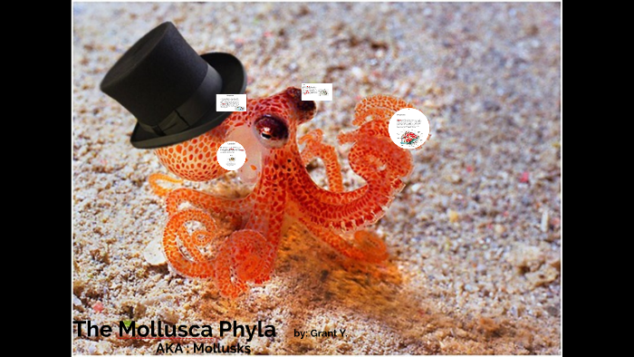 Mollusca Project by Hayden Johnson
