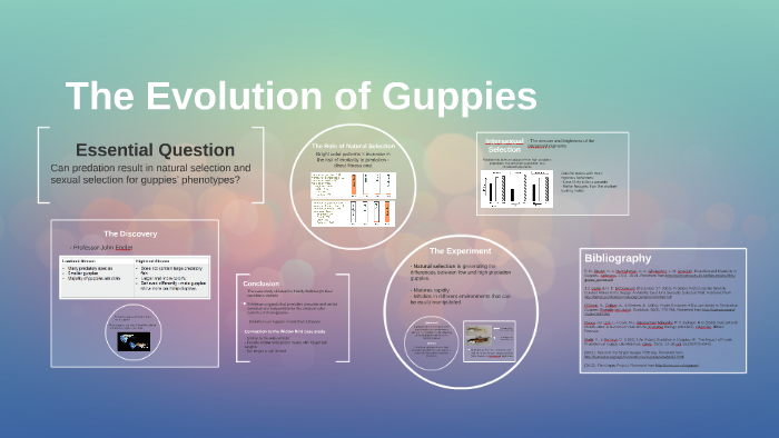 The Evolution of Guppies by Ngoc Emily Le on Prezi