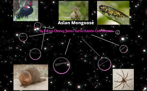 Asian Mongoose food web by Andy Bouwens on Prezi