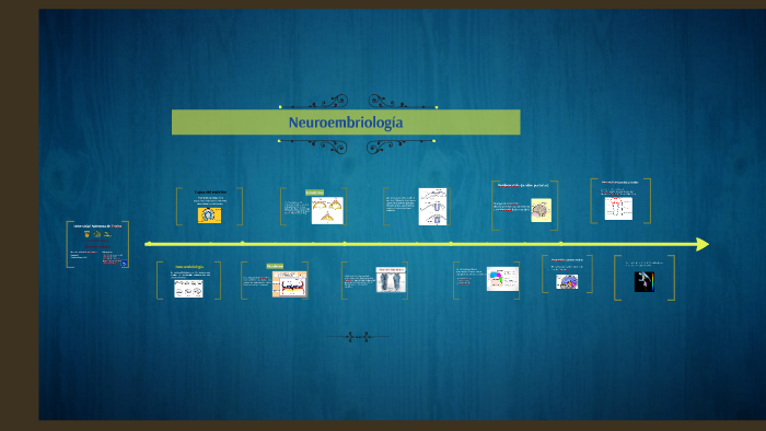 Neuroembriología by Perla Castro on Prezi