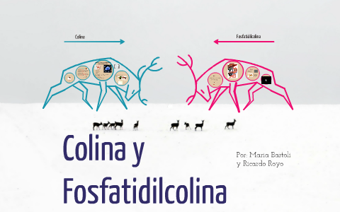 Colina y fosfatidilcolina by Maria Bartoli on Prezi