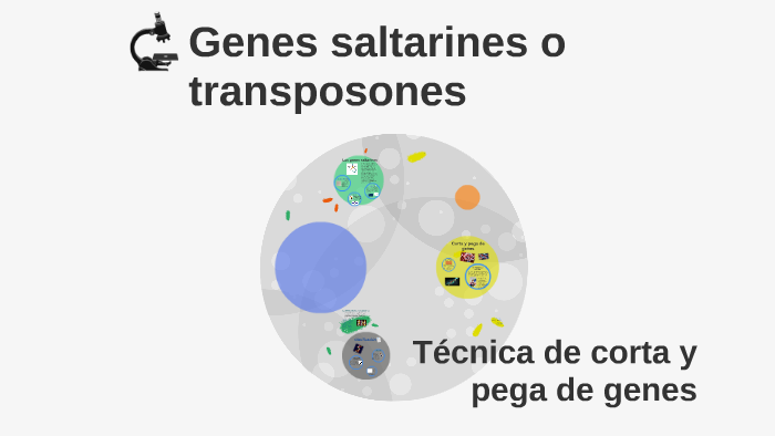 Genes saltarines o transposones. by paula lobos ortiz on Prezi
