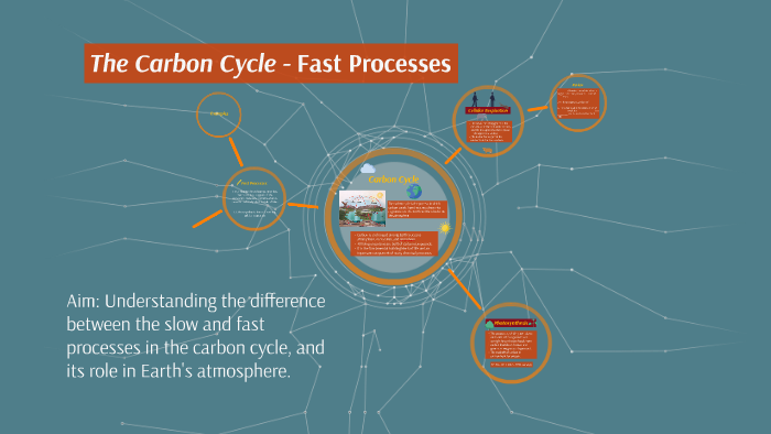 The Carbon Cycle - Fast Processes by Lea Glaenzer on Prezi
