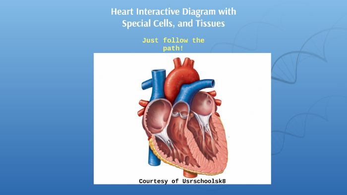 Circulatory System Interactive Diagram with Special Cells, T by Shaka ...