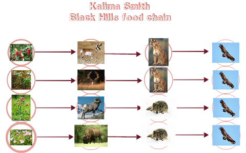 Kalima Smith food chain by Kalima Smith on Prezi