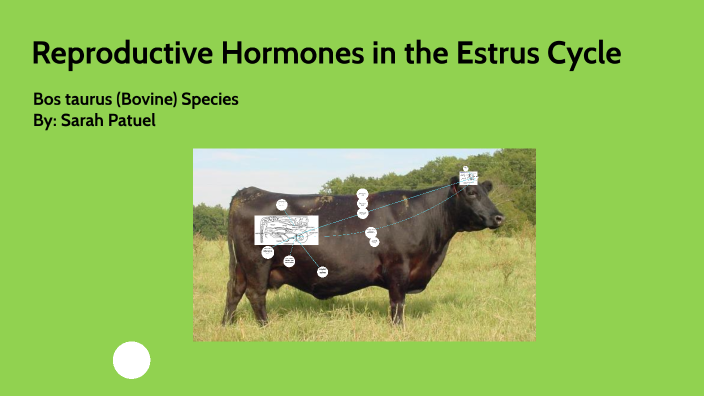 Reproductive Hormones in the Estrus Cycle by Sarah Patuel on Prezi