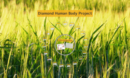 Diamond Human Body Project by Bryce Diamond on Prezi