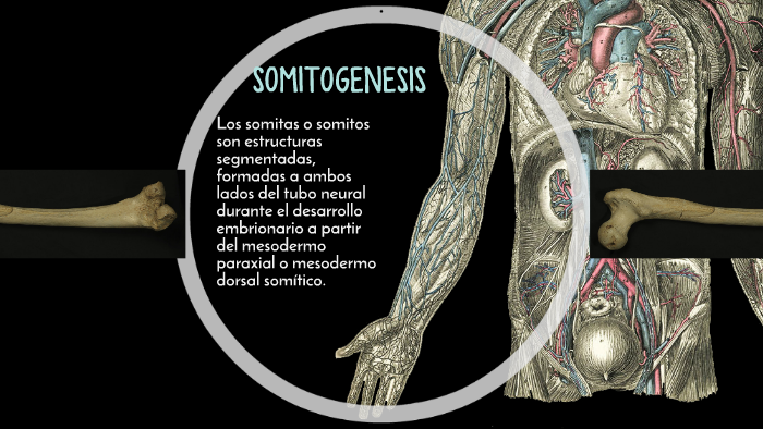 SOMITOGENESIS by Alejandro Muñoz Rubio on Prezi