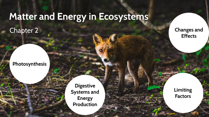Matter and Energy in Ecosystems by Catlin Carrico on Prezi