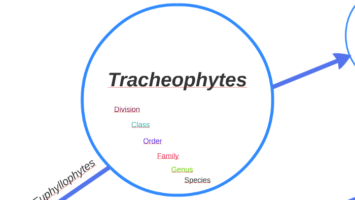 Tracheophytes by Katy Dieber on Prezi
