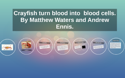 Crayfish turn blood into blood cells. by Matthew Waters on Prezi