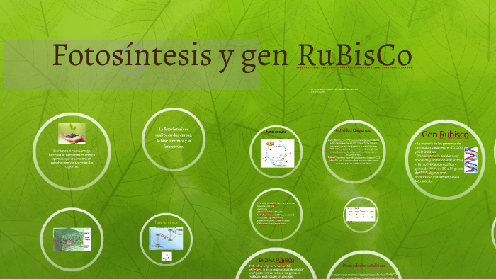 Fotosíntesis y gen RuBisCo by Pam Huanambal Esquén on Prezi