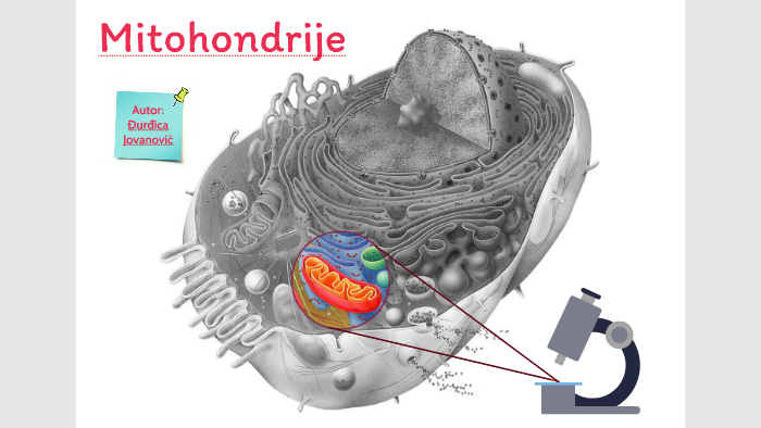 Mitohondrije by Đurđica Jovanović on Prezi