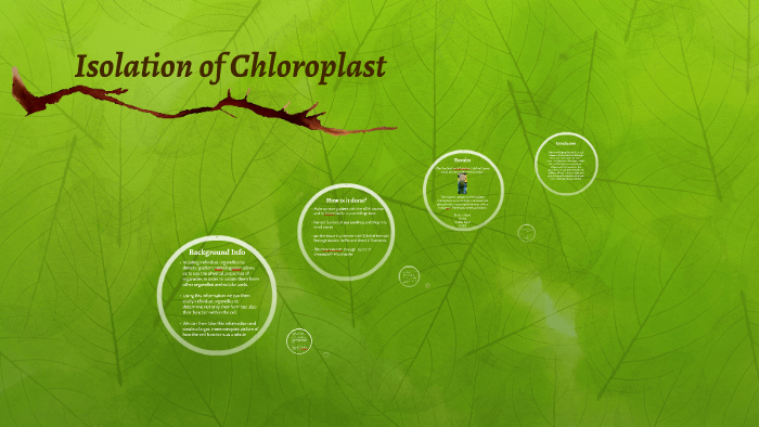 Isolation of Chloroplast by Breeanna Borum on Prezi