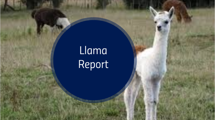 Llama presentation by Rachel Sitton on Prezi