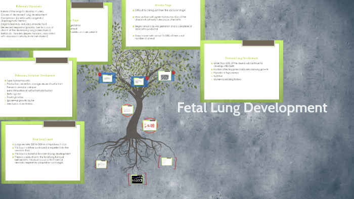 Fetal Lung Development by Michelle Herrera on Prezi