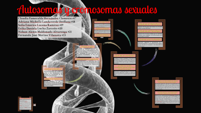 Autosomas y cromosomas sexuales by Emerice Lucena