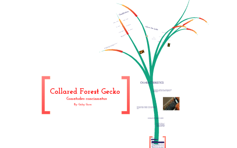Collared Forest Gecko - Gonatodes concinnatus by Gaby Gura on Prezi