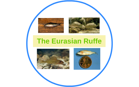 The Eurasian Ruffe by Zachary Jonkman on Prezi