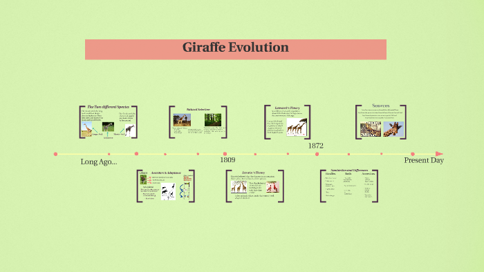 The Evolution of Giraffes by Hannah Dossett on Prezi