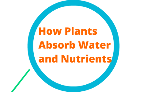 How Plants absorb Water and Nutrients by Jess Iggo on Prezi