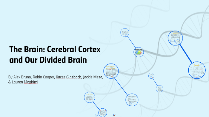 The Brain - Cerebral Cortex and Split Brain by Kacee Ginsbach on Prezi