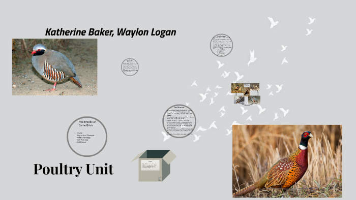 Poultry Unit by Waylon Logan on Prezi